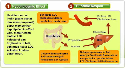 Welcome to Produgen Blog: Ekstrak Chicory dan manfaatnya