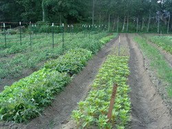 Locally Grown Ohio: Hungry Toad Organic Farm - Centerville, OH