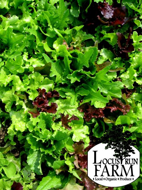 Locally Grown Ohio: Locust Run Farm - Oxford, Ohio