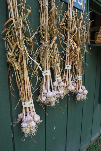 Locally Grown Ohio: Charlie's Gourmet Garlic Farm ~ Hudson,OH
