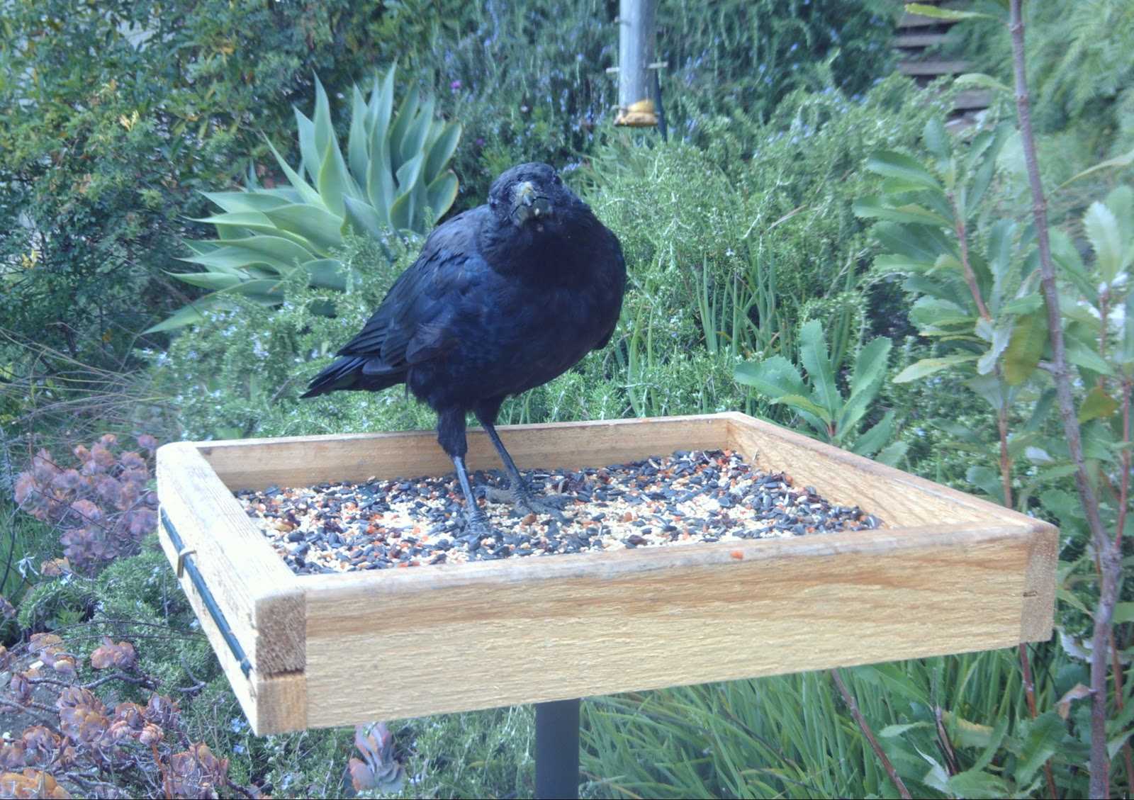 BirdCam on Cheltenham: A day at the platform feeder