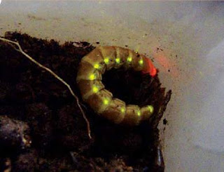 CÁPSULAS DE FLAVONÓIDES & AFINS: BIOLUMINESCÊNCIA, LUCIFERINAS E ...