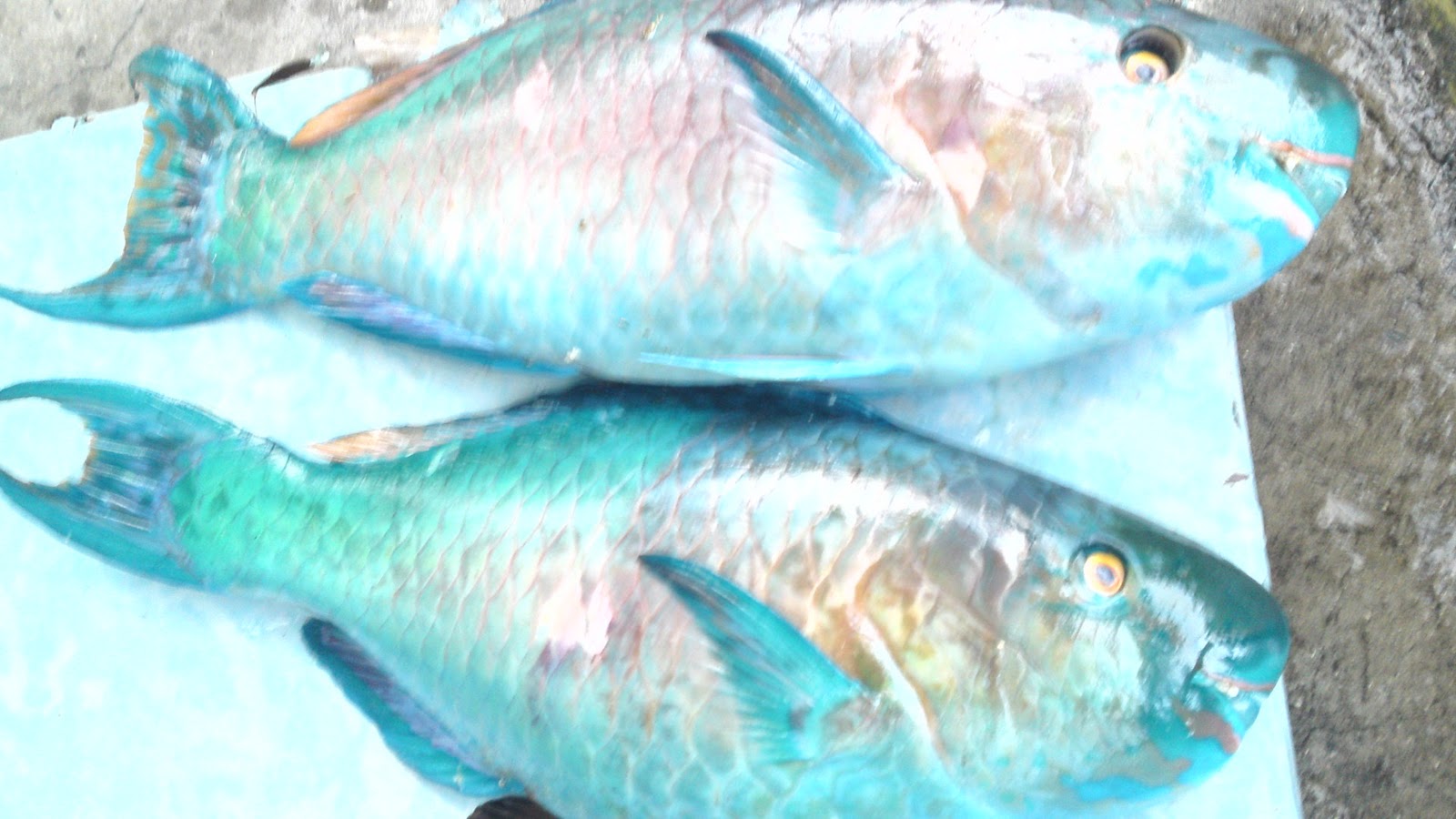 Cooking in Small Spaces: Batanes- Part 2