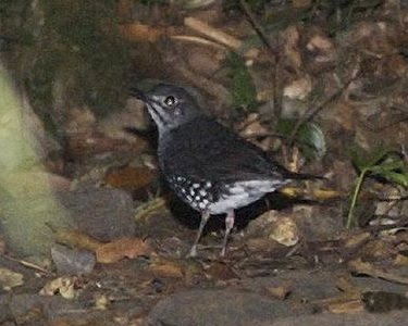Singing Bird Collection: Zoothera andromedae (Anis Hutan)