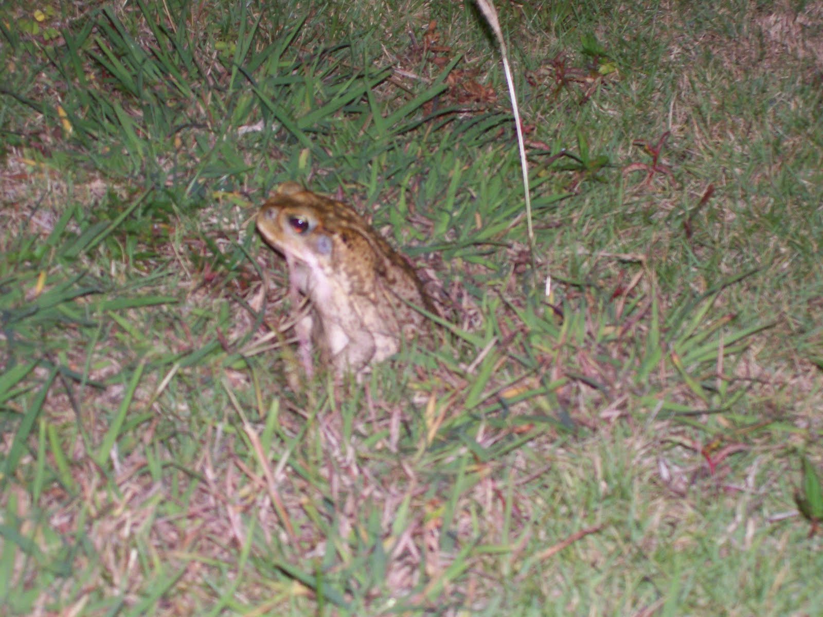 Bittersweet Memories: 365 Blog: Guam Wildlfe: Poisonous Cane Toad