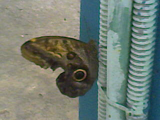 MARIPOSA: TARA BRUJA