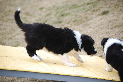 Hillcrest Border Collies: Puppies are 7 weeks old