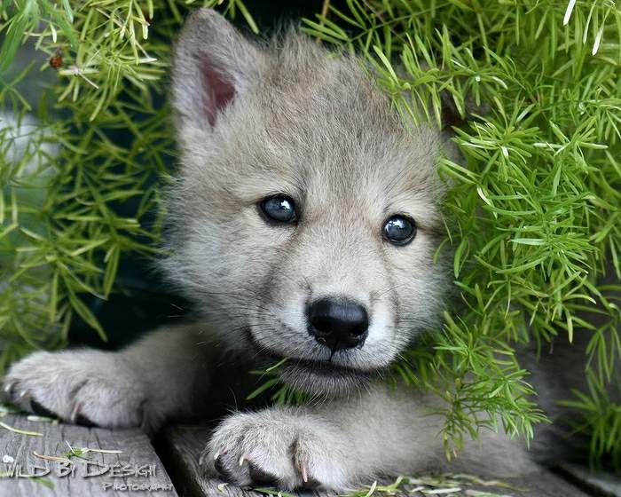 wmtc: more birthday celebrations: wolf pups at jungle cat world