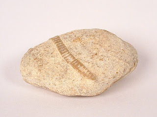 Louisiana Gravel Fossils and Agates: Crinoid on a Pebble