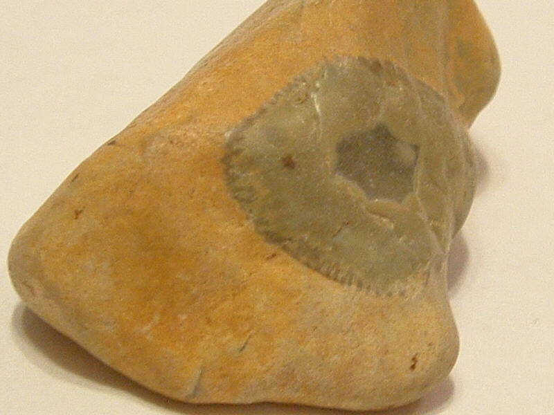 Louisiana Gravel Fossils and Agates: Rugose coral embedded in large pebble