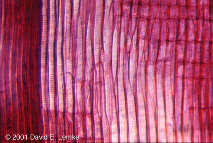 Anisotropy in the Natural Environment: Wood