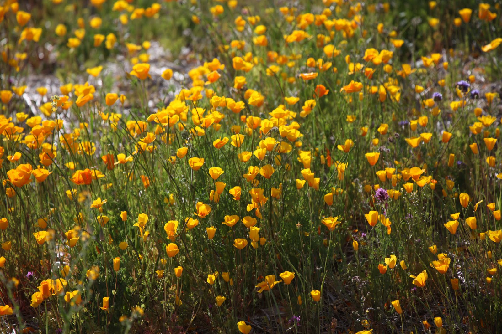 The Azure Gate: Mexican Poppies are Everywhere