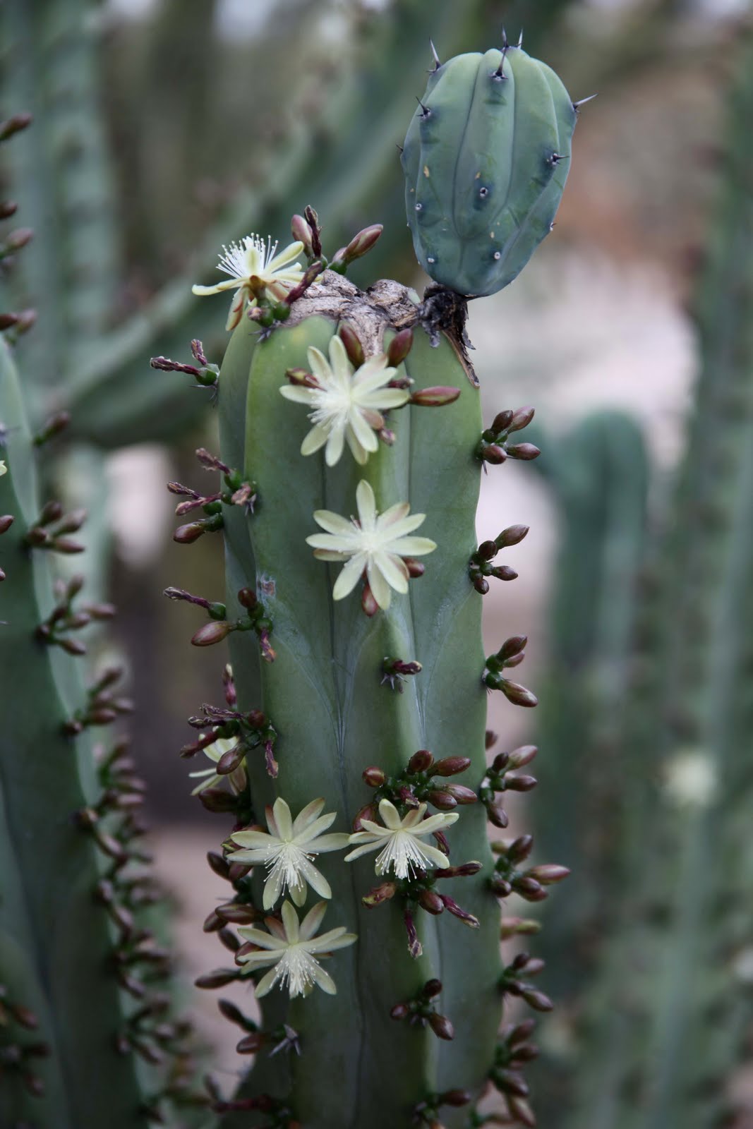 The Azure Gate: Bloomin' Cactus - Part II