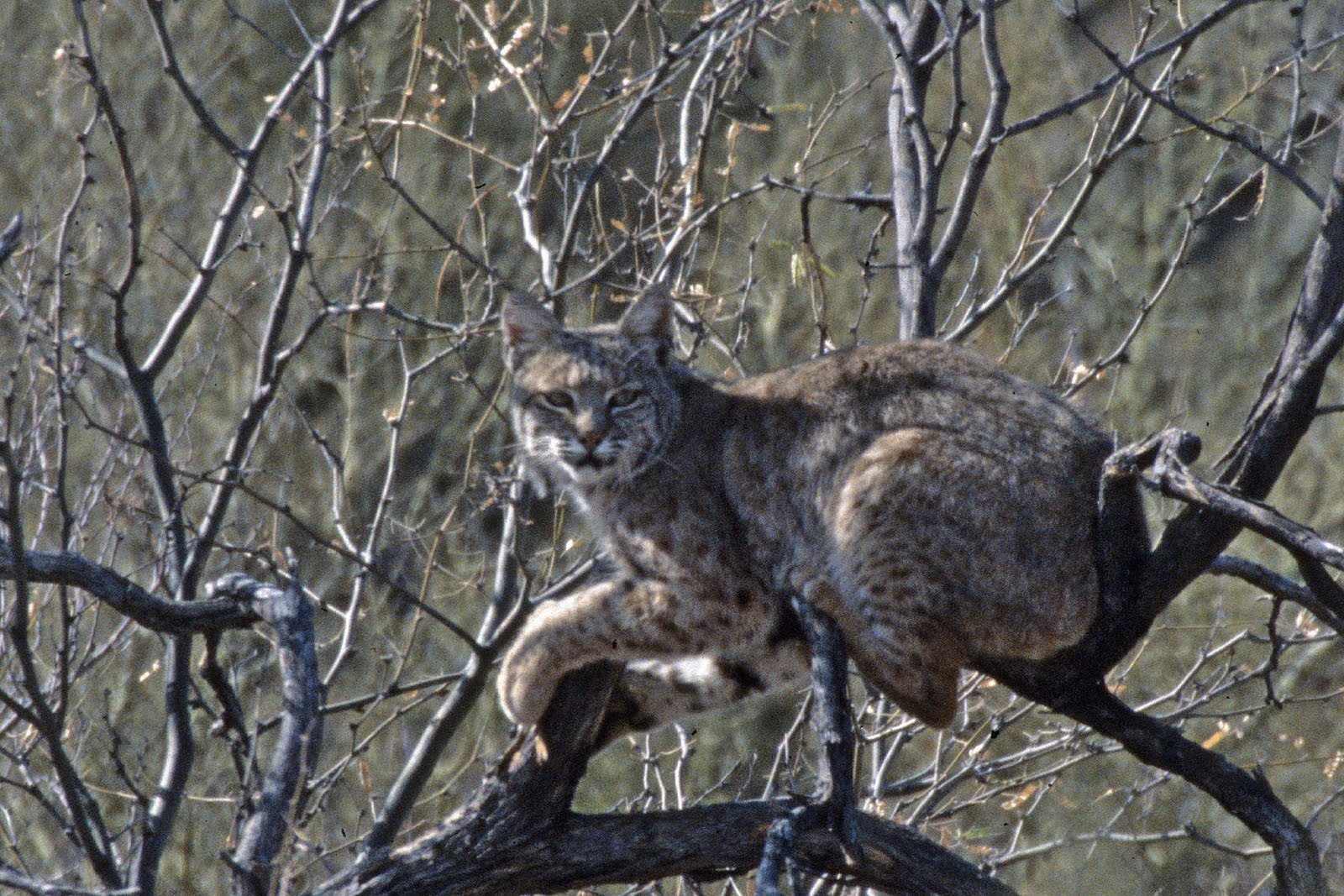 The Azure Gate: Animals in Trees - Part II