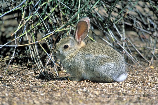 The Azure Gate: Rabbits