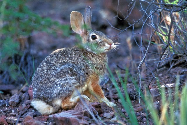 The Azure Gate: Rabbits