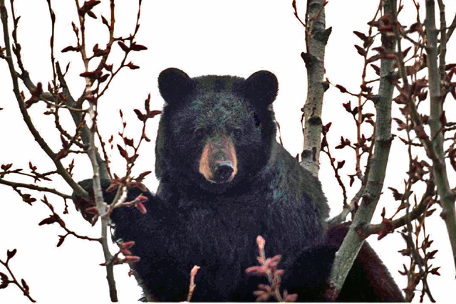 The Azure Gate: CARNIVORES: Bear Stories - Part XV