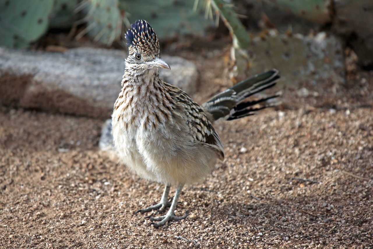 The Azure Gate: Ground Birds - V