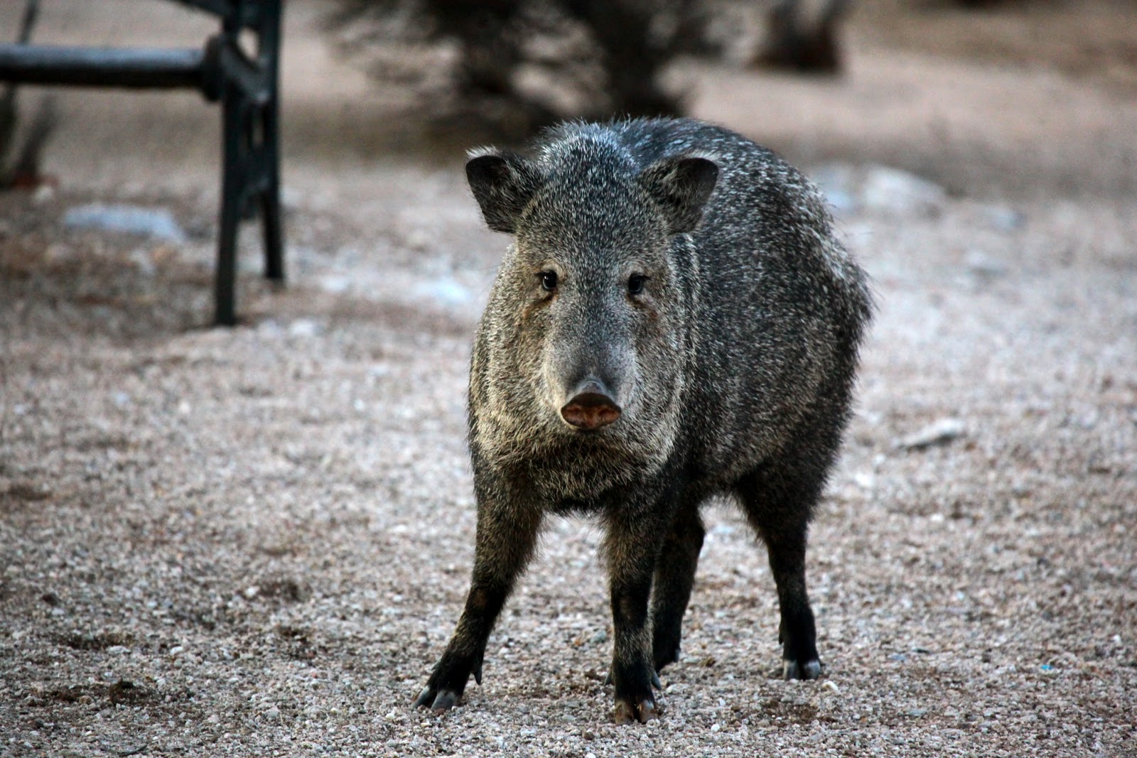 The Azure Gate: Javelinas are Back