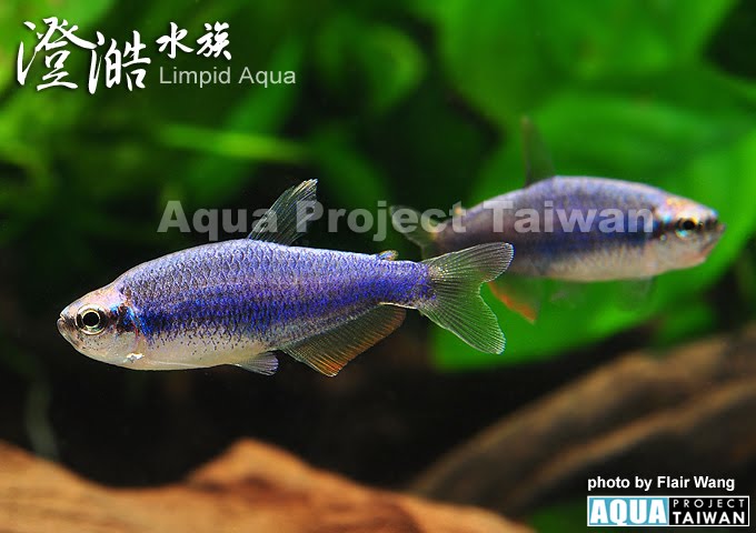 WTB - inpaichthys kerri "Super Blue" | AquariaCentral.com
