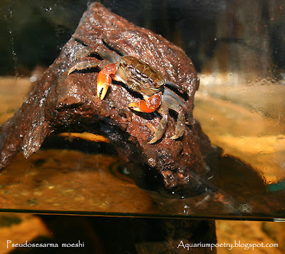 Aquarium Crab Gallery: Pseudosesarma moeshi (formerly Sesarma bidens)