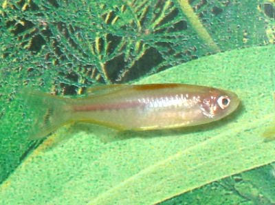 variety of luxurious and beautiful ornamental fish: The new Danio and ...