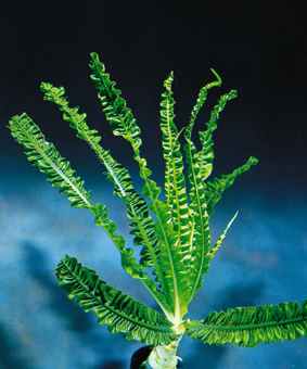 what is your favorite plant right now? | AquariaCentral.com