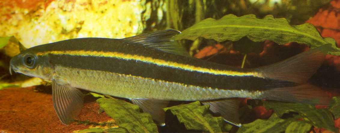 variety of luxurious and beautiful ornamental fish: Epalzeorhynchos ...