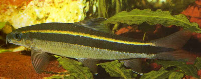 variety of luxurious and beautiful ornamental fish: Epalzeorhynchos ...