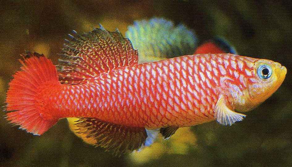 Fisheries Journals: Oktober 2010