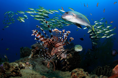 variety of luxurious and beautiful ornamental fish: Timor-Leste scuba ...