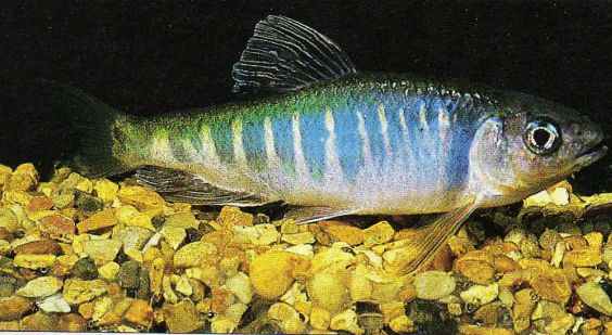 variety of luxurious and beautiful ornamental fish: Zacco platypus ...