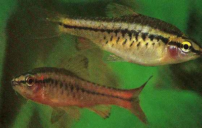 Cyprinidae: Barbus Titteya