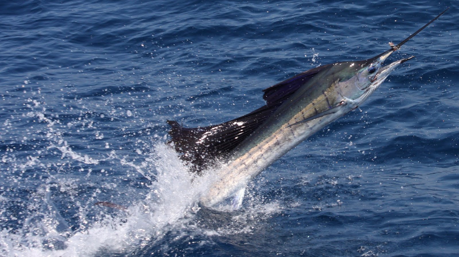 A fishing HISTORY through June 12th ’11 - Sailfish Oasis