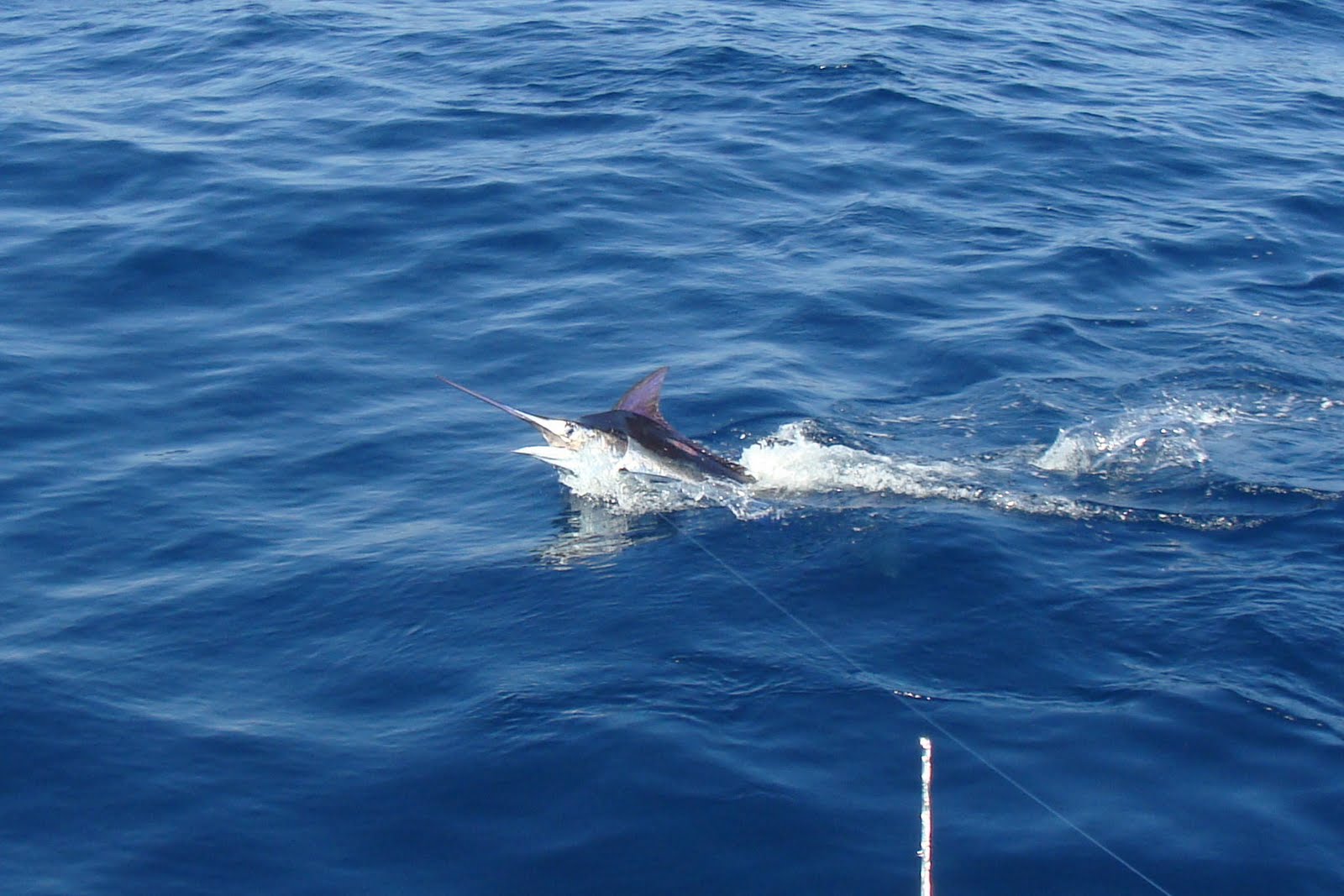 A fishing HISTORY through June 12th ’11 - Sailfish Oasis