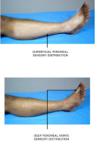 NEUROLOGY INVESTIGATIONS: COMMON PERONEAL NERVE ANATOMY