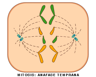 biomiraflores: ANAFASE