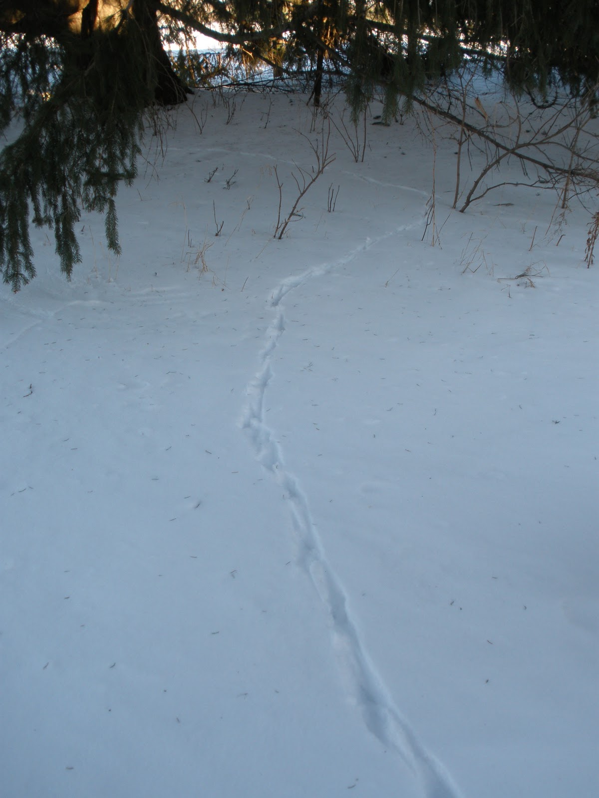 physical education | Harvest Moon by Hand