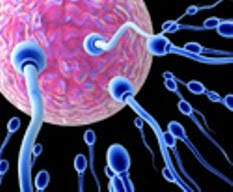 reproduccion: La clave de la reproduccion:las gametas