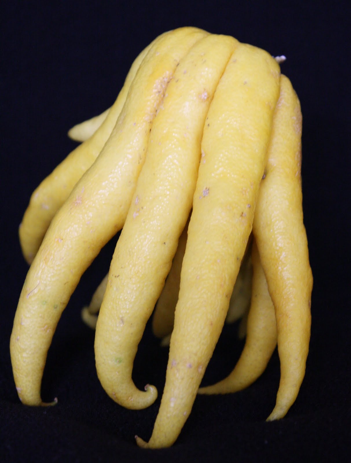 the great fruit hunt: buddha's hand