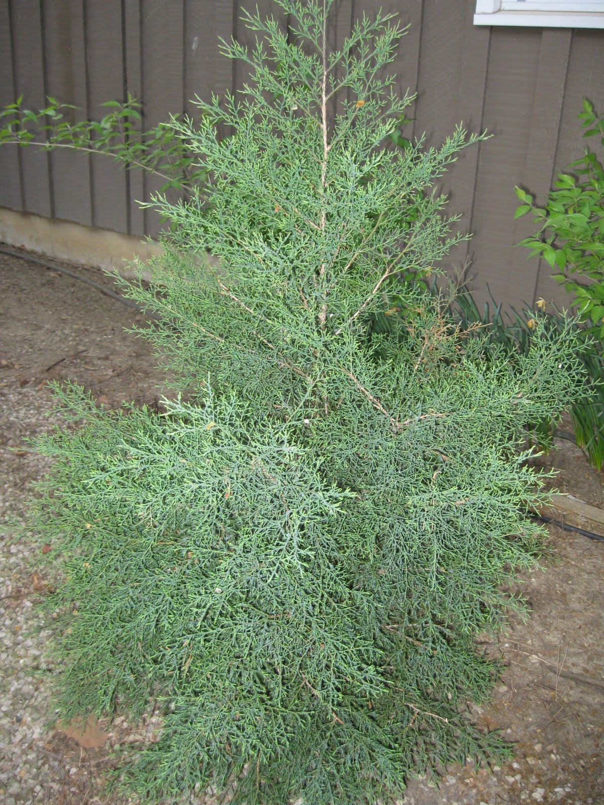 Love Your Lawn: Volunteer Trees Are Stubborn