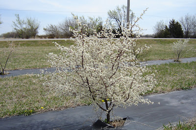 Love Your Lawn: Sand Plum Farm