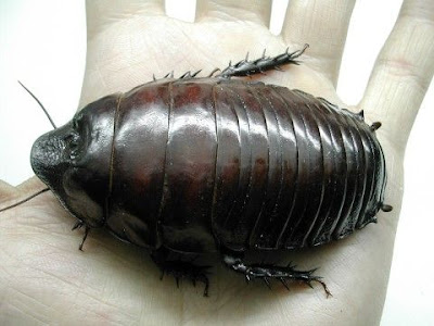 paparaaapa = 8868: massive cockroach