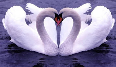 tulisanku: Sepasang Angsa Putih Itu