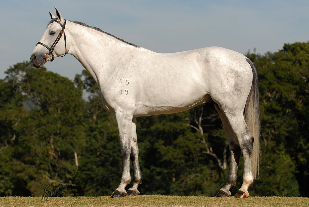 Sidney Araújo - Horse Photographer & Video Producer: 2010