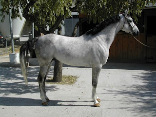 Dream Place: Capas de los caballos