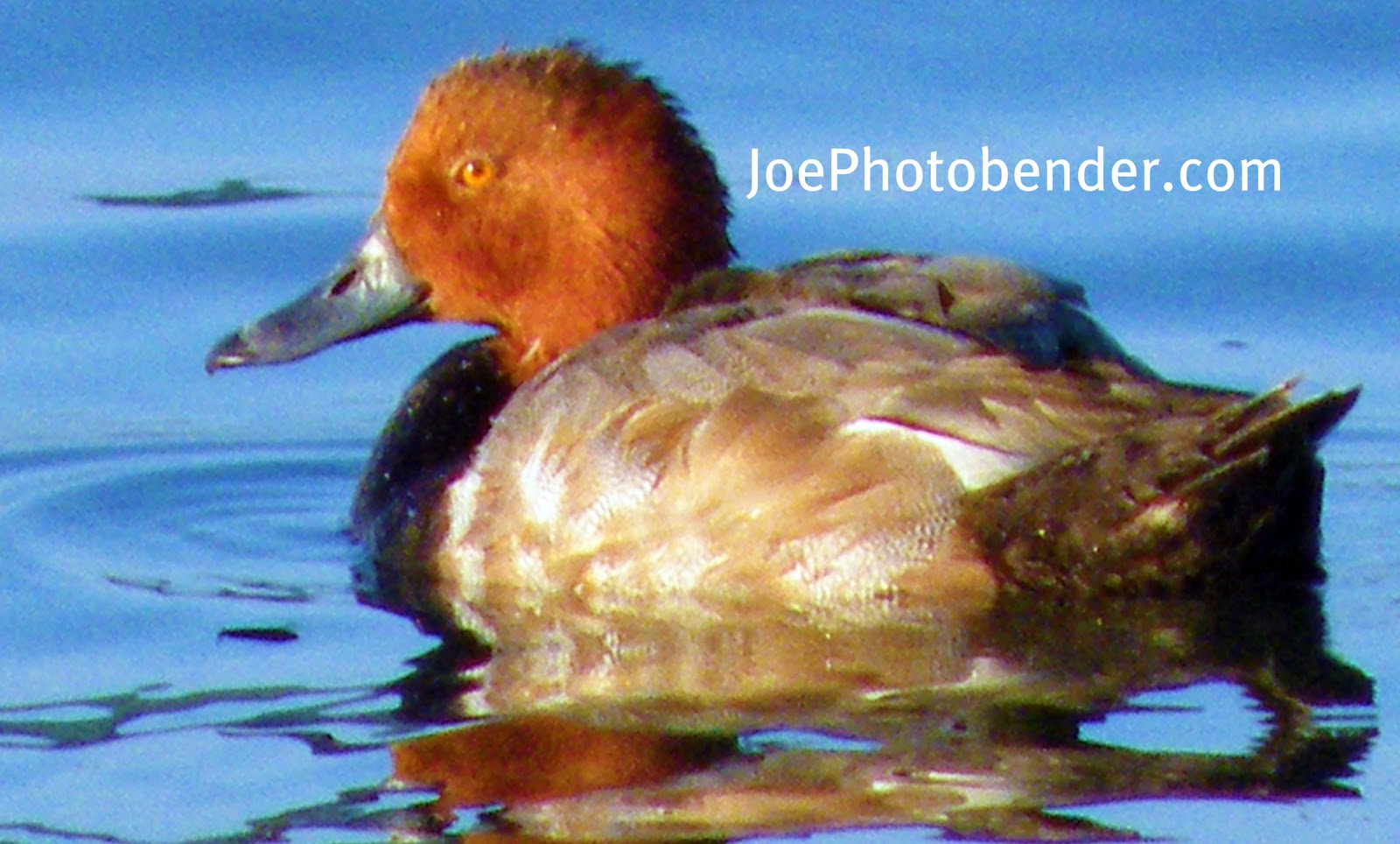 ': Red Head Duck