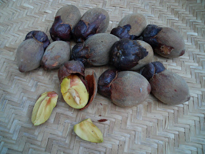 My Sarawak (2nd Ed.): Going wild over illipe nuts