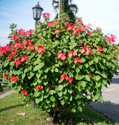 All The Plants (2nd Ed.): Mussaenda erythrophylla ( Red Flag Bush)
