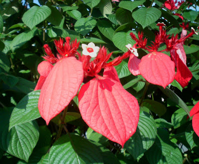 All The Plants (2nd Ed.): Mussaenda erythrophylla ( Red Flag Bush)